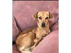 Female Chiweenies for Sale in Las Vegas | Dogs on Oodle Classifieds